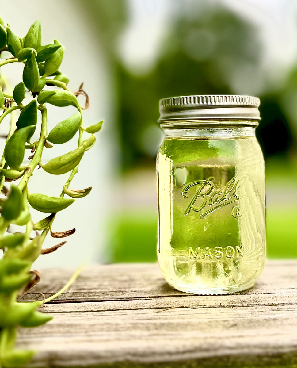 Castor oil – Ancient Healing Root