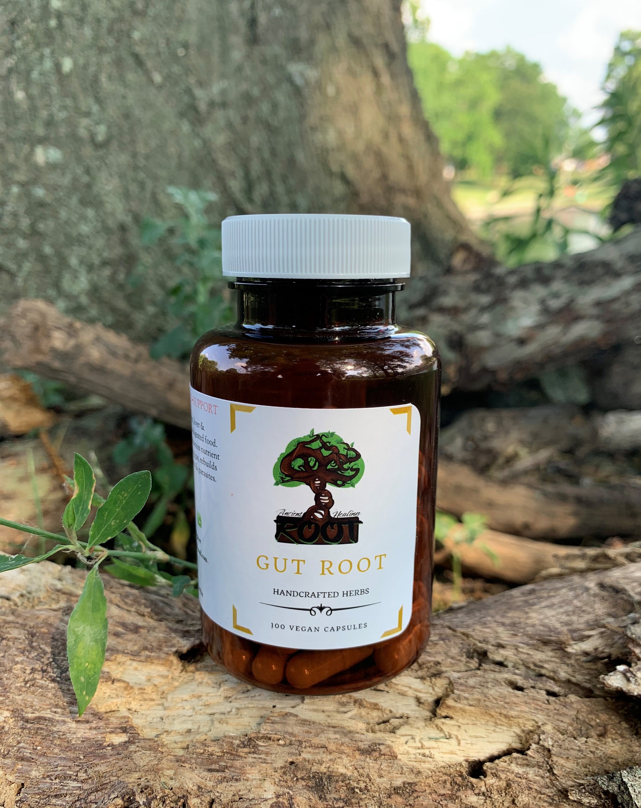 Gut root – Ancient Healing Root