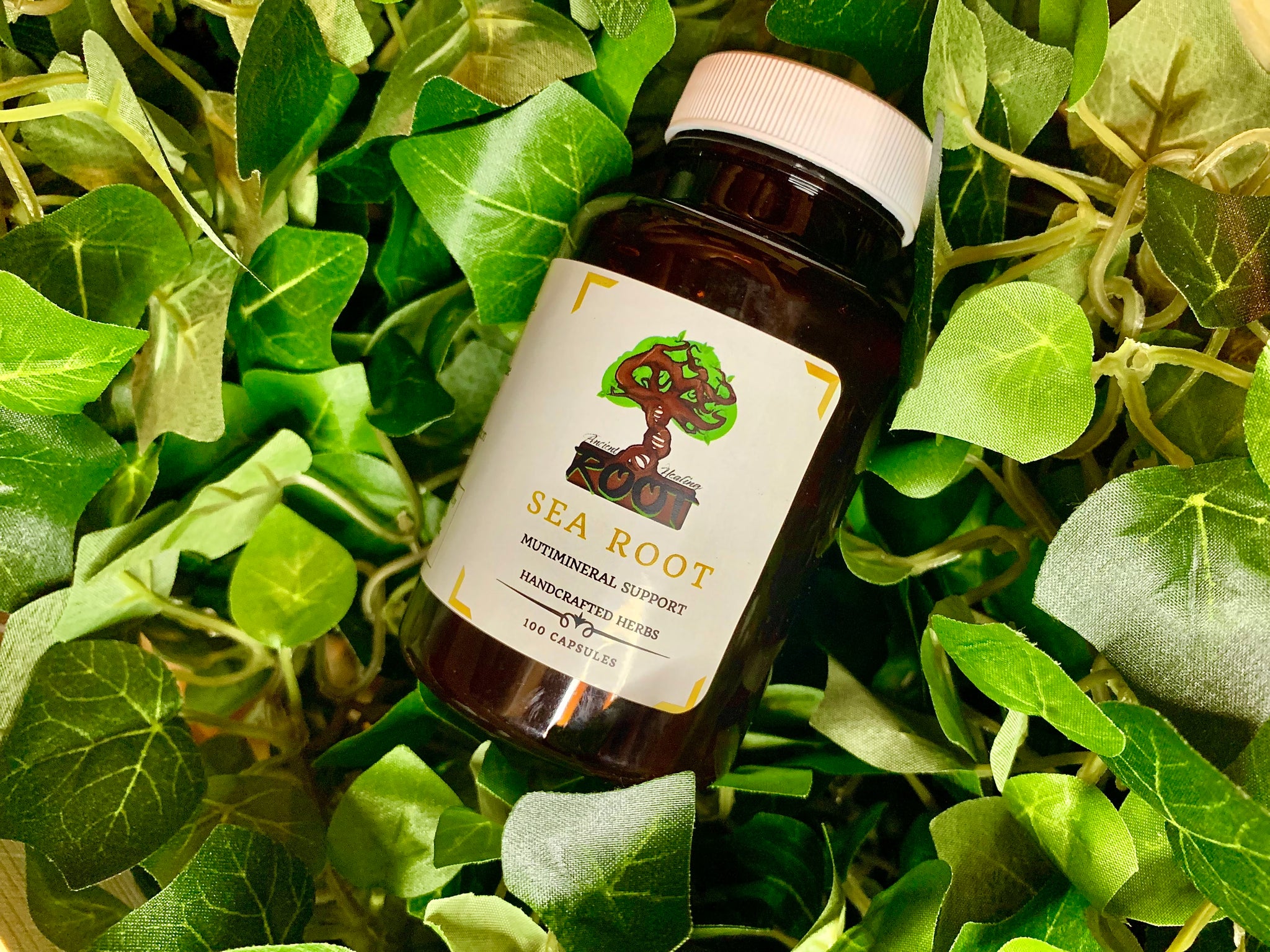 Sea root – Ancient Healing Root