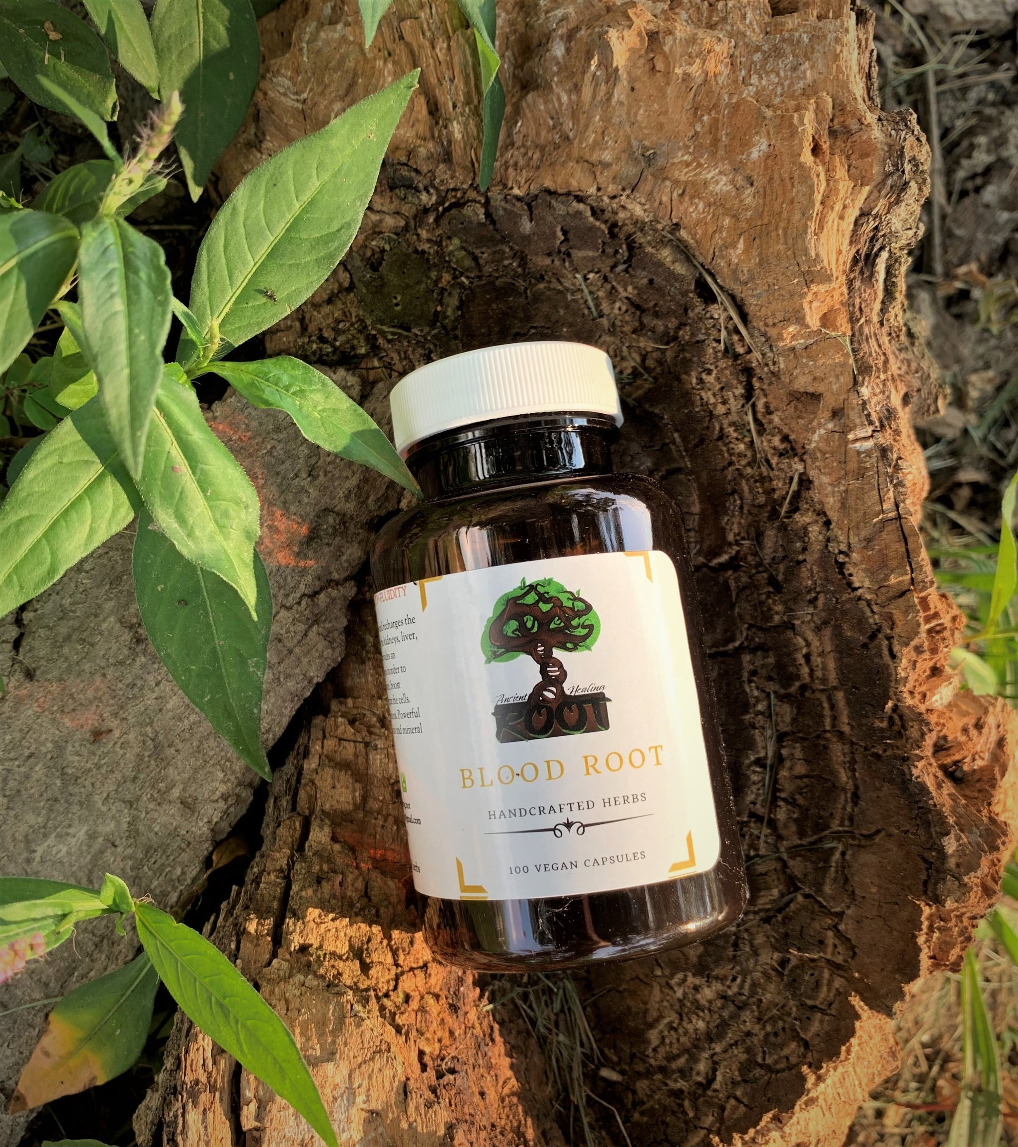 Blood root – Ancient Healing Root